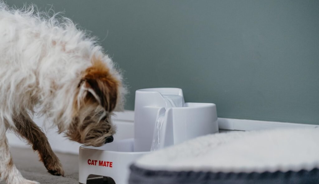 Cat Mate: Automatic Feeder C500, Water Fountain & Microchip Cat Flap