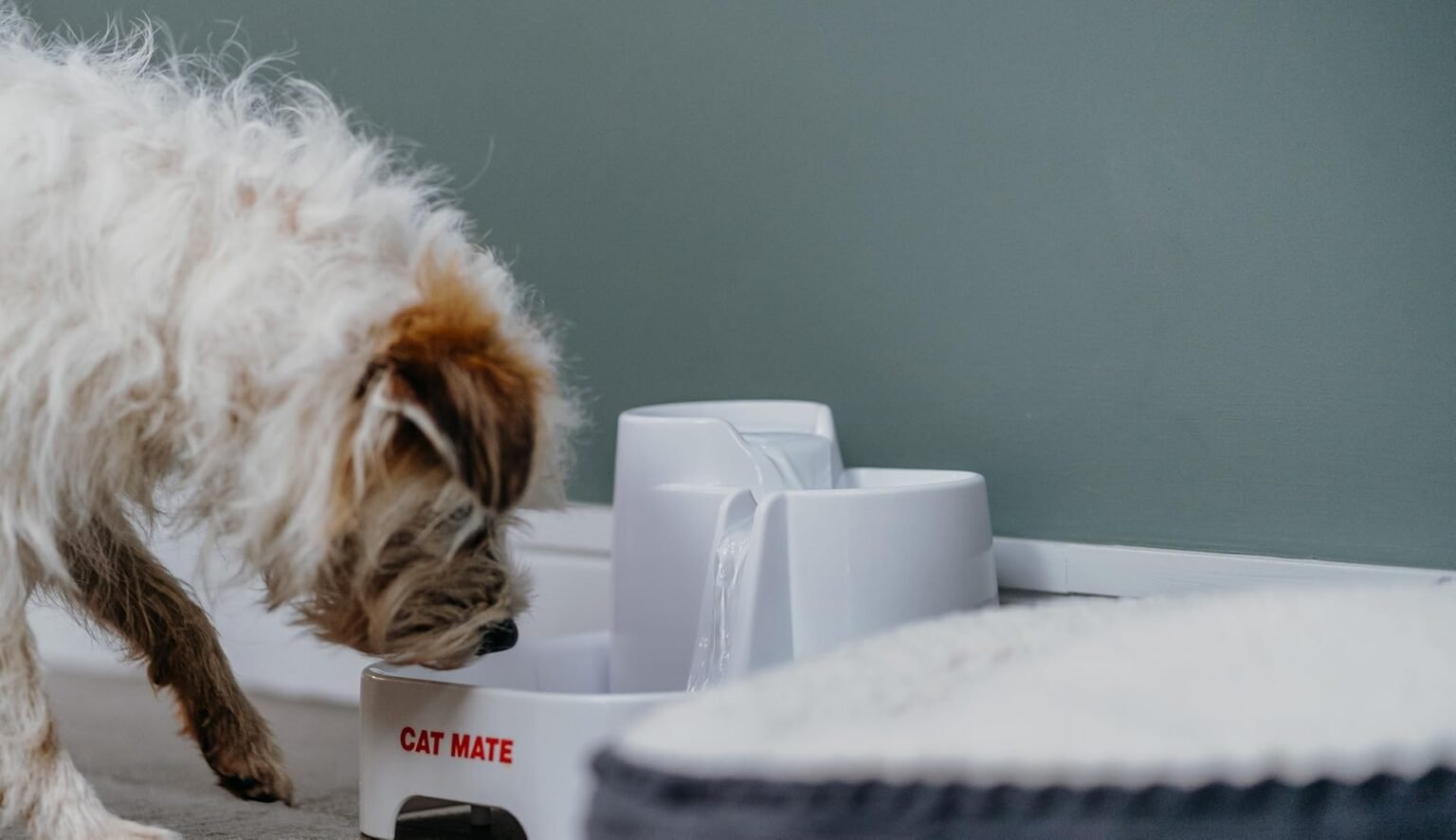 Cat Mate: Automatic Feeder C500, Water Fountain & Microchip Cat Flap