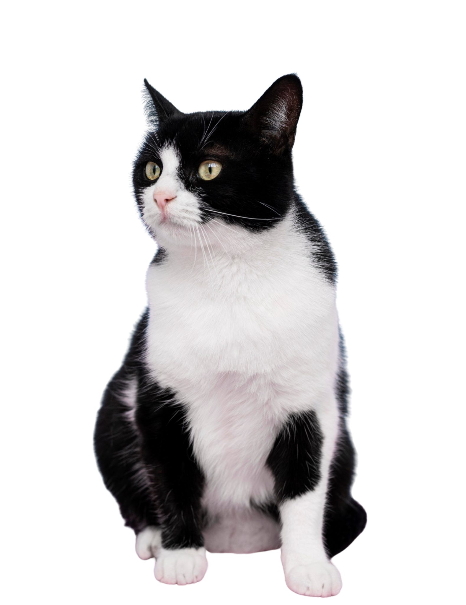 Cat Mate: Automatic Feeder C500, Water Fountain & Microchip Cat Flap