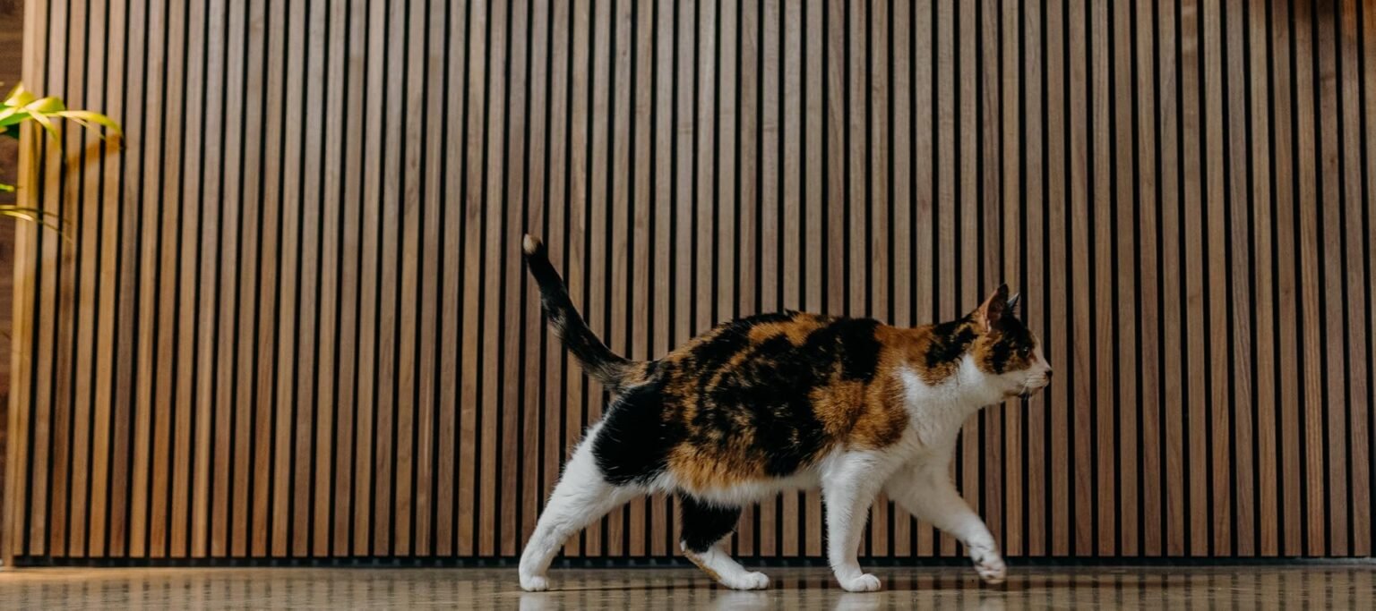 Cat Mate: Automatic Feeder C500, Water Fountain & Microchip Cat Flap